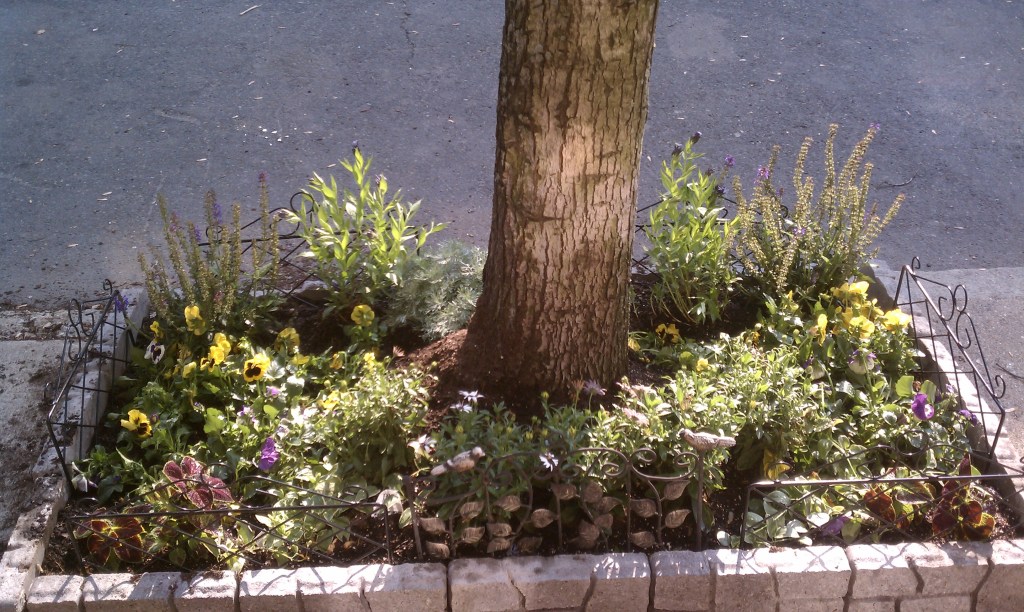 Rx for My Tree Pit Garden | City Garden Ideas