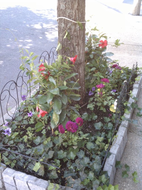 My street-side tree garden | City Garden Ideas